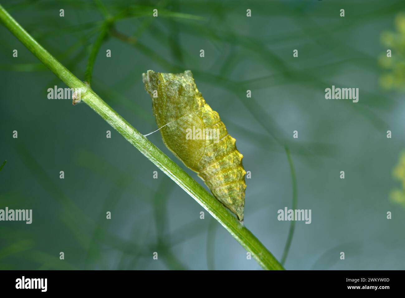 Pupation, transformation of the caterpillar into a chrysalis ...