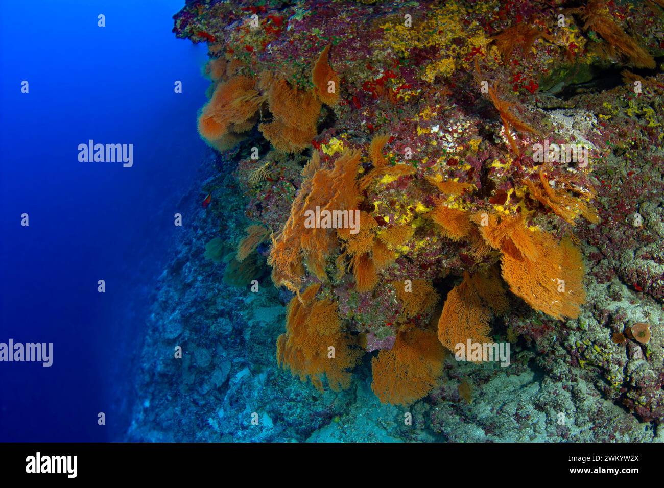 Yellow gorgonians on an overhang along a reef cliff, Tahiti, French ...
