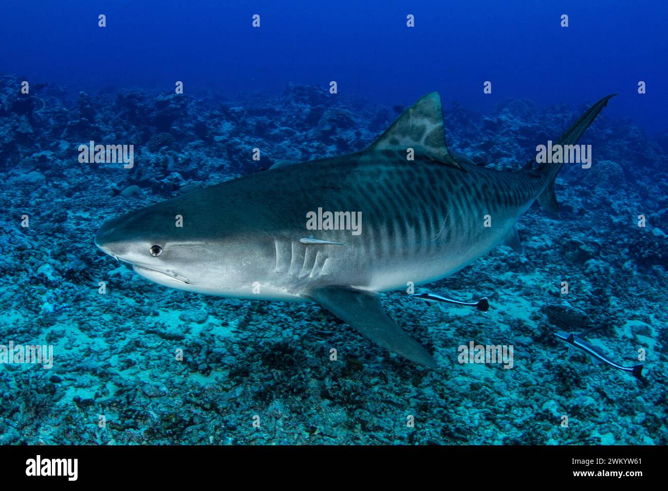 Tiger shark (Galeocerdo cuvier) swimming above the reef, Tahiti Stock ...