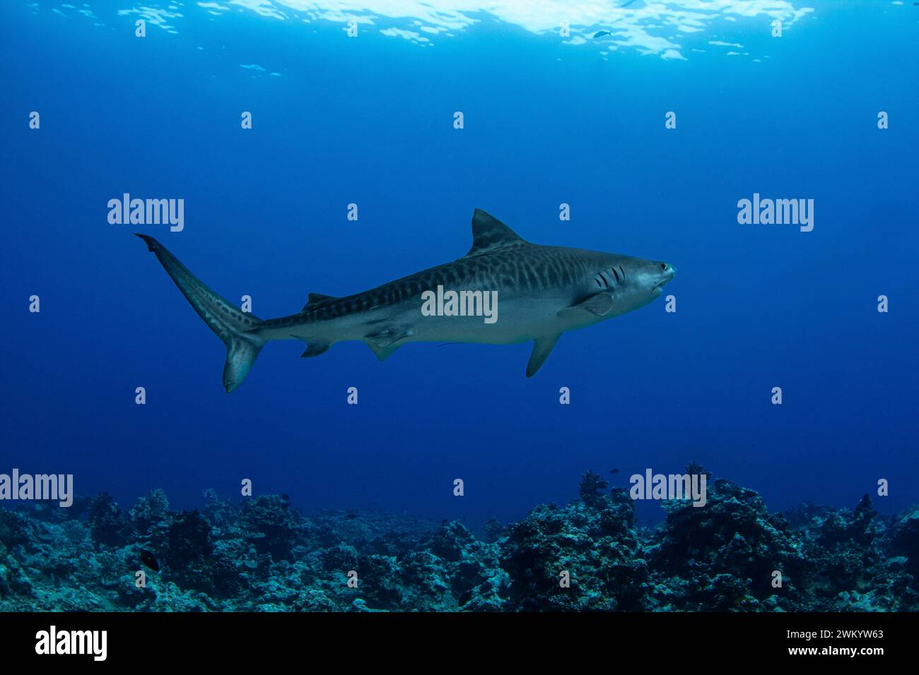 Tiger shark (Galeocerdo cuvier) swimming above the reef, Tahiti Stock ...