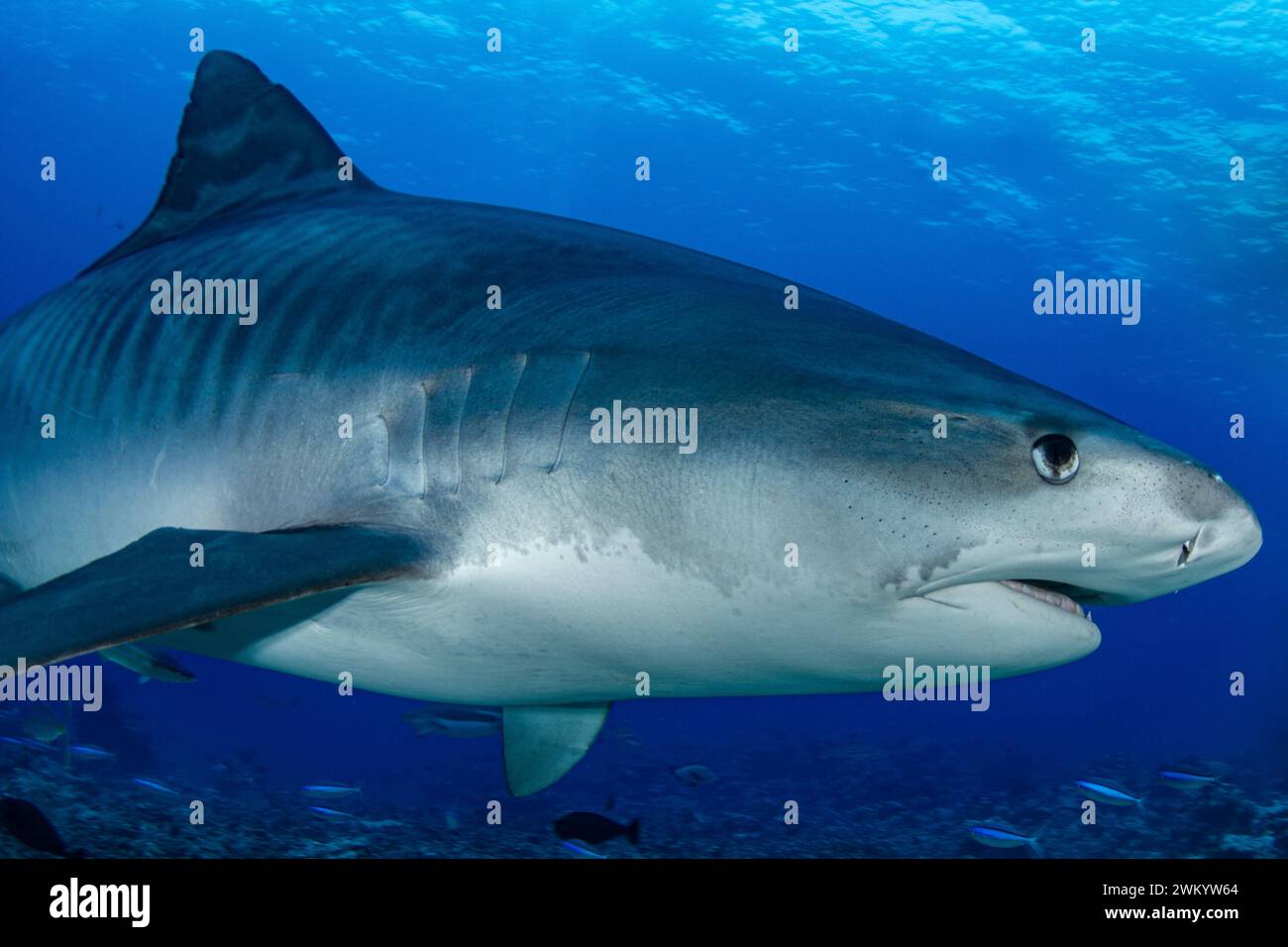 Portrait of Tiger shark (Galeocerdo cuvier) swimming above the reef ...