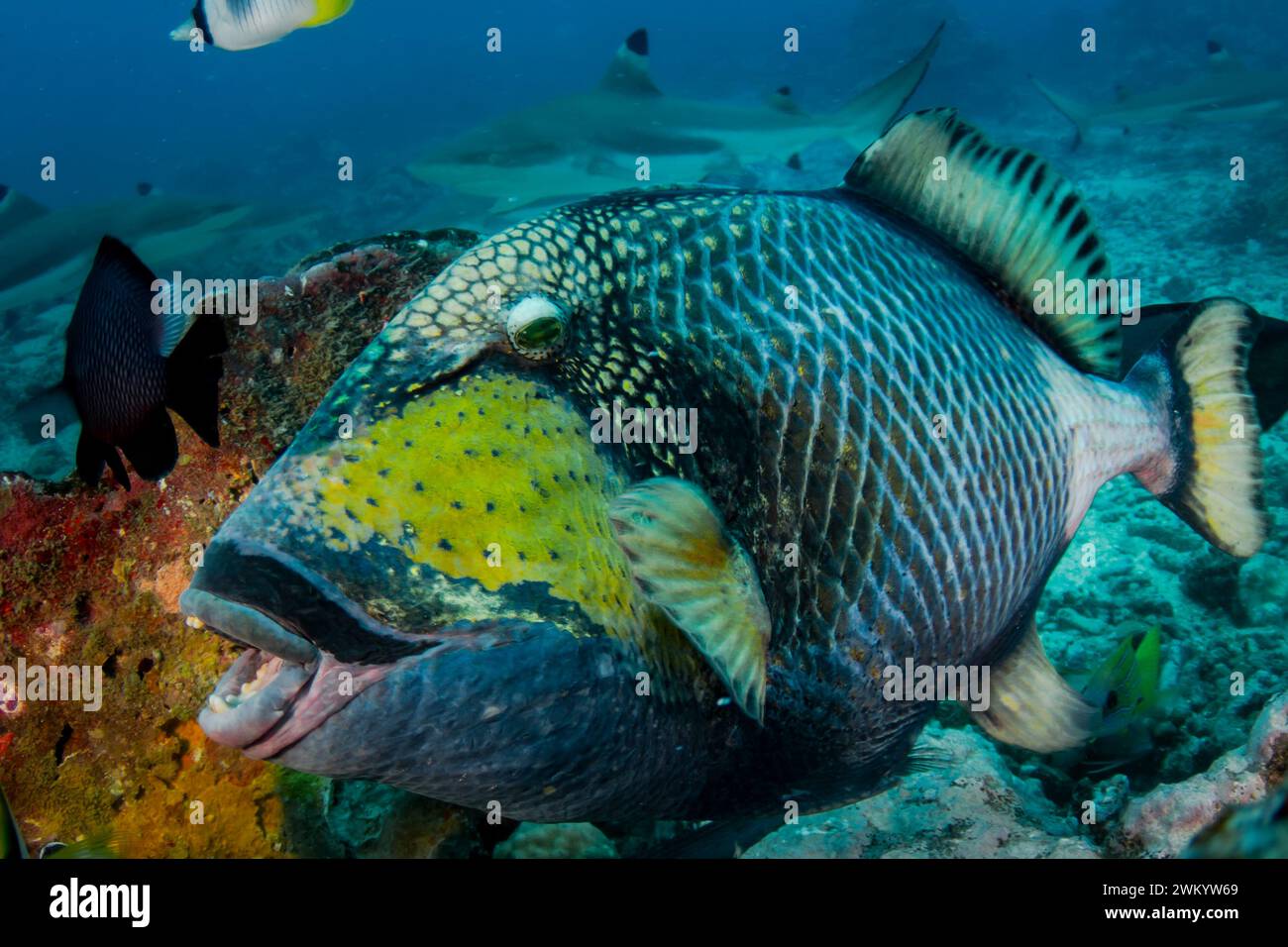 Titan triggerfish (Balistoides viridescens) on reef, Tahiti, French ...