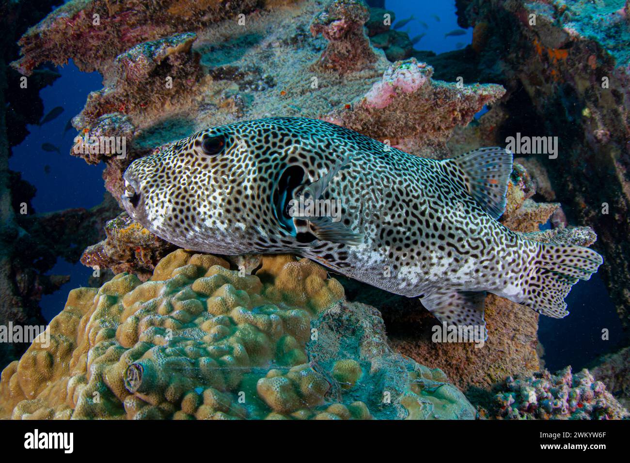 Starry Puffer (Arothron stellatus) on a wooden wreck frame, Tahiti ...