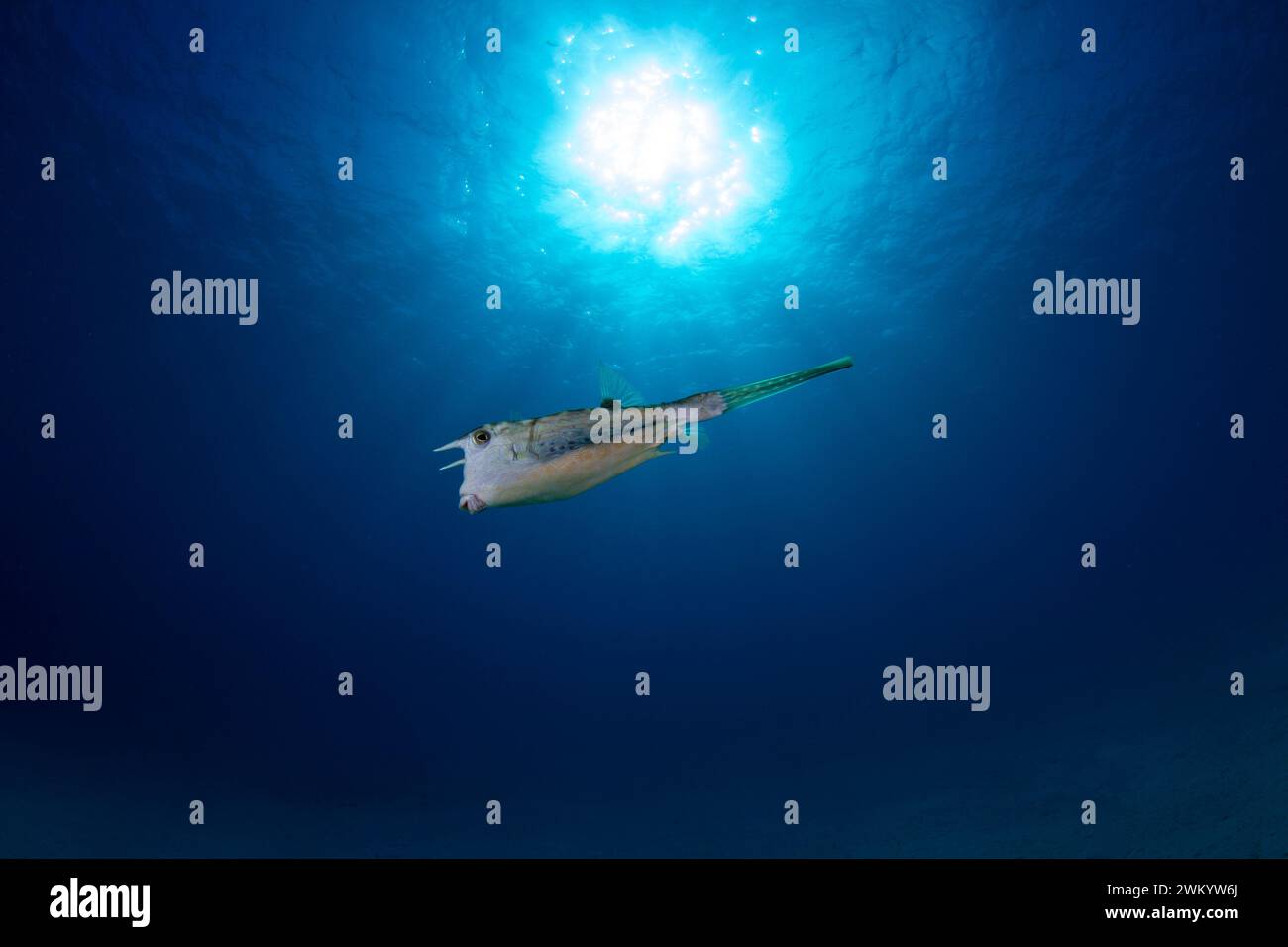 Long-horn cowfish (Lactoria cornuta), Tahiti, French Polynesia Stock ...