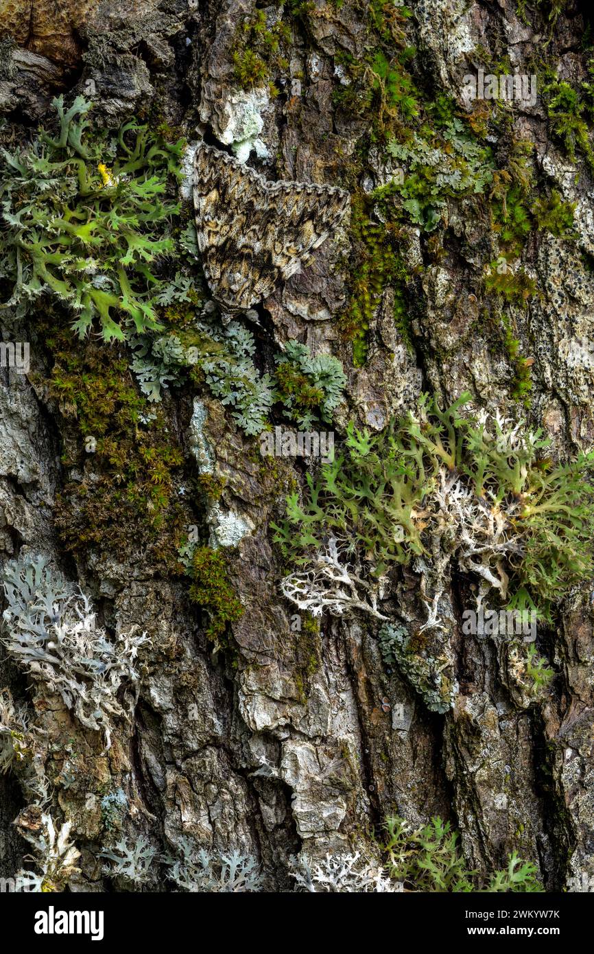 Catocale or Underwing moth, camouflaged among lichens on bark. Cryptic ...