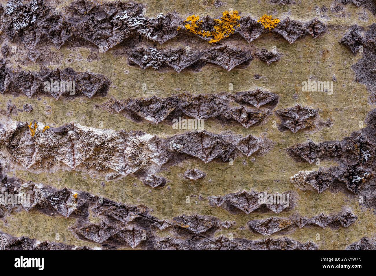 Lenticels and lichens on an aspen trunk (Populus tremula) - Lenticels ...