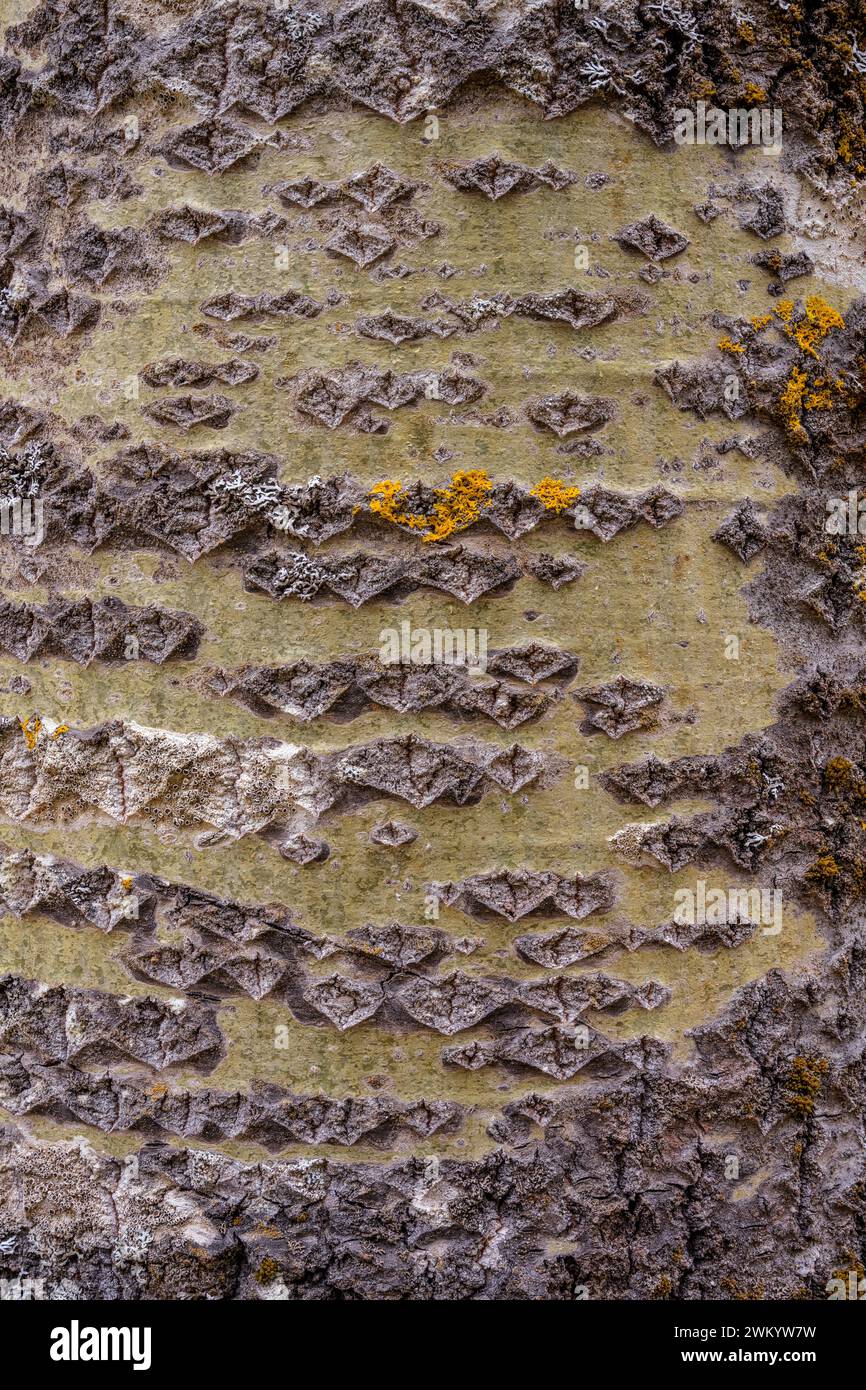 Lenticels and lichens on an aspen trunk (Populus tremula) - Lenticels ...