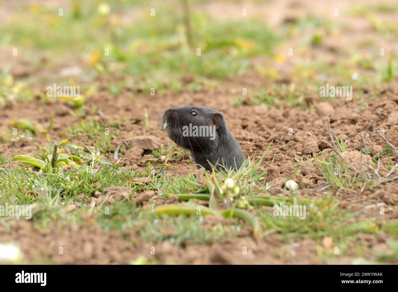 Coruro (Spalacopus cyanus), Octodontidae rodent endemic to Chile ...