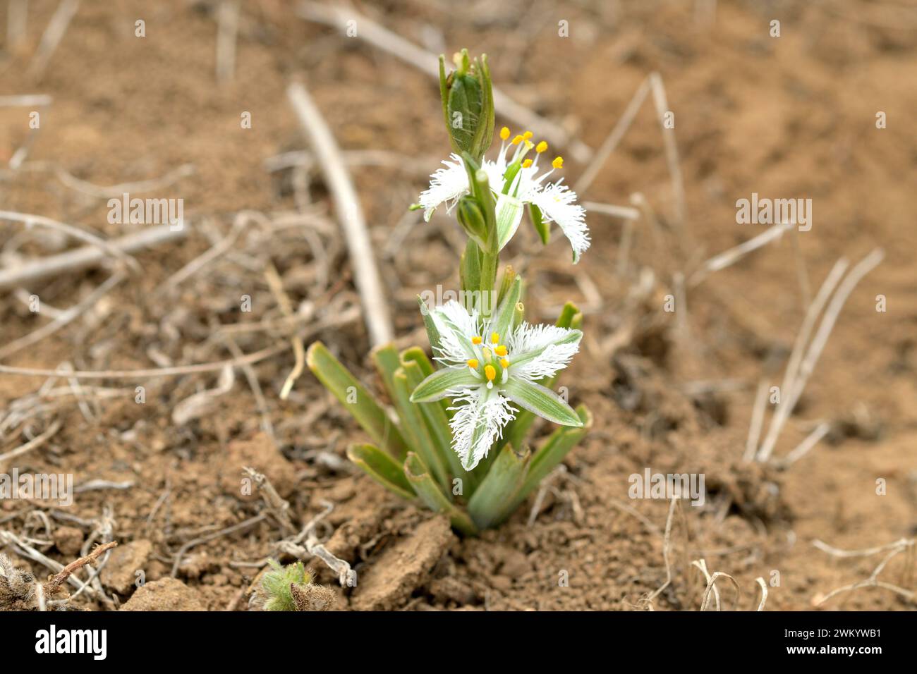 Flor de la plumilla (Trichopetalum plumosum), Liliaceae endemic to ...