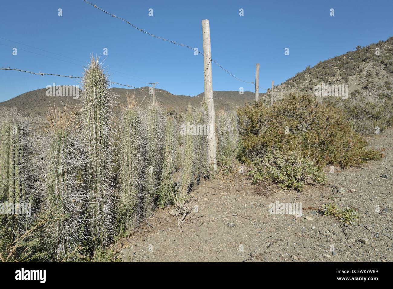 Cactus fence, Rio Limari Valley, Coquimbo Region, Chile Stock Photo - Alamy