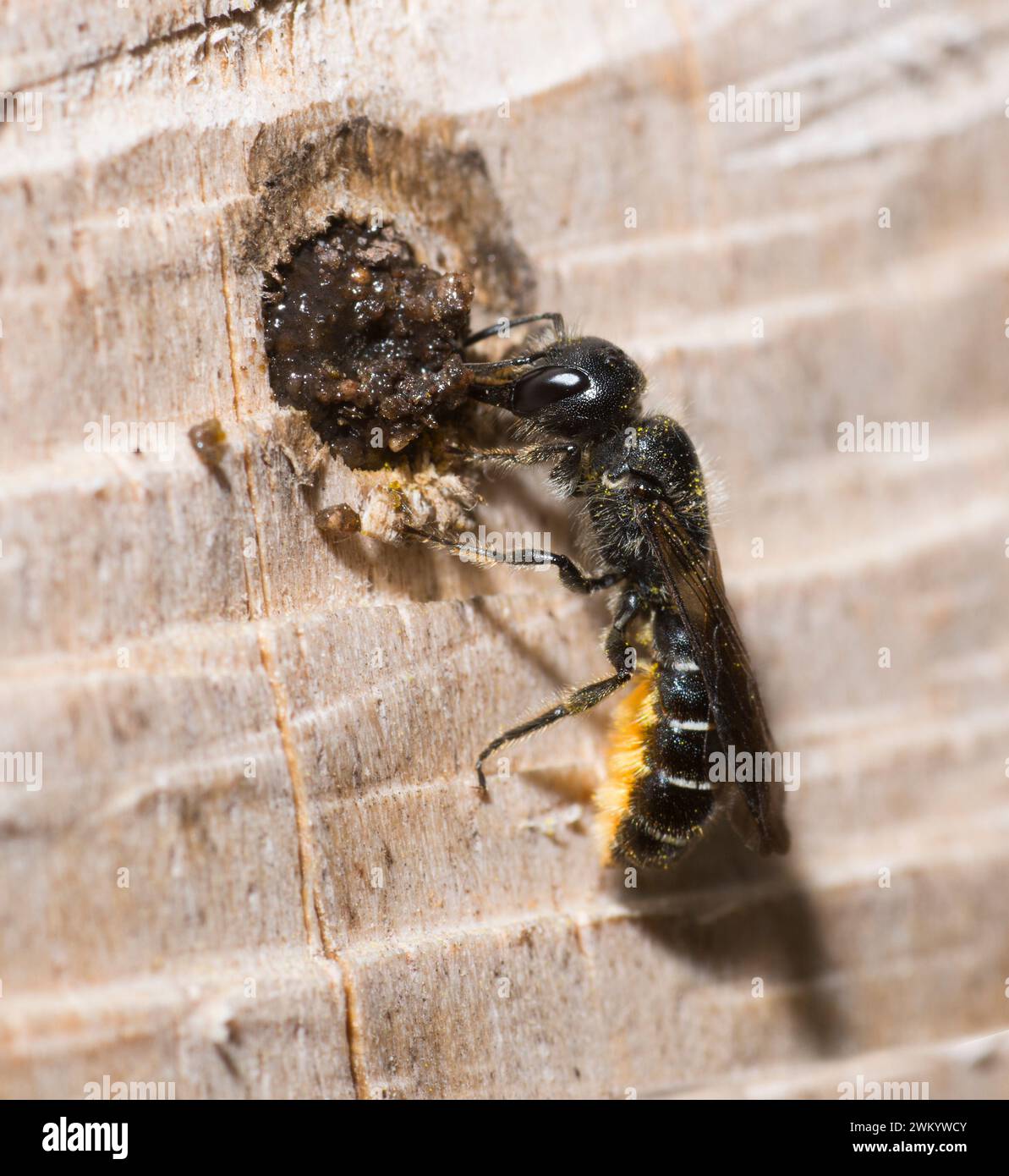 Female Sleepy carpenter bee (Chelostoma florisomne) plugging her egg ...