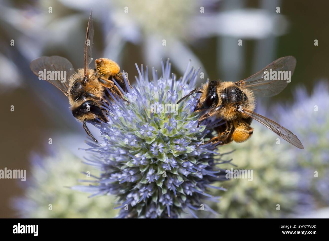 Yellow-legged Mining Bee (Andrena flavipes) female on blue thistle ...