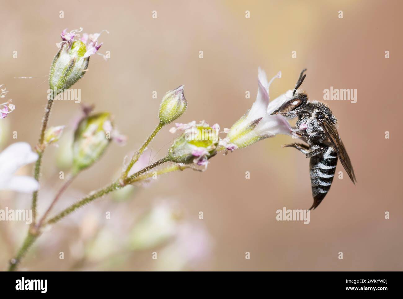 Parasitic bee (Coelioxys echinata) female on gypsophila, Vosges du Nord ...