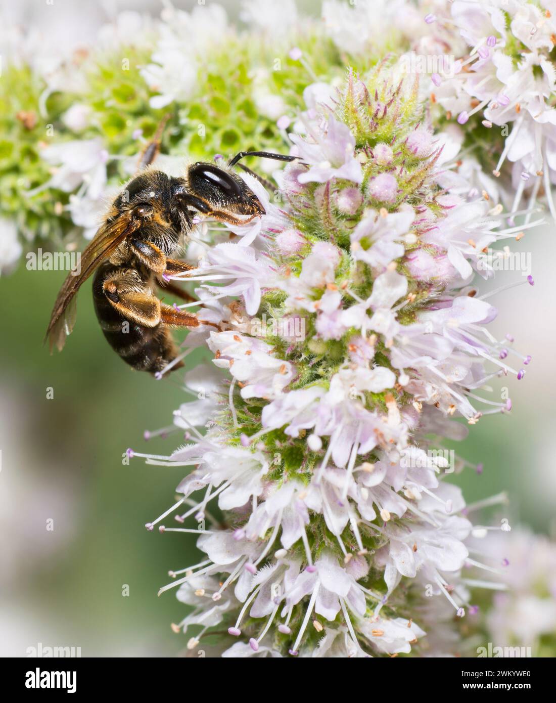Mining bee (Halictus simplex) female on mint, Vosges du Nord Regional Nature Park, France Stock ...