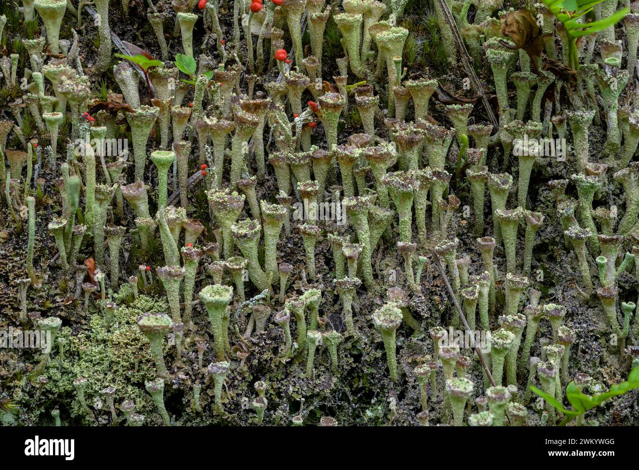 Podetions and pycnidia (red) of lichens of the genus Cladonia (Cladonia ...