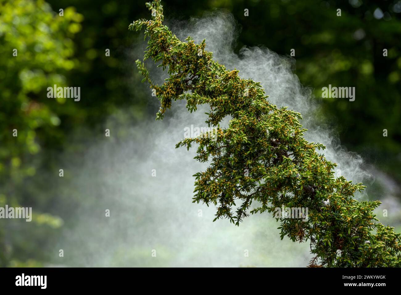 Common juniper (Juniperus communis) releasing pollen, Ariege, France ...