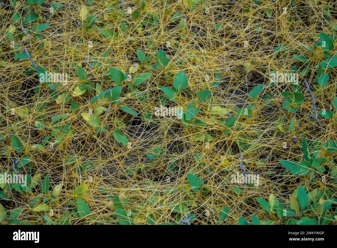 Field dodder (Cuscuta campestris), France Stock Photo - Alamy