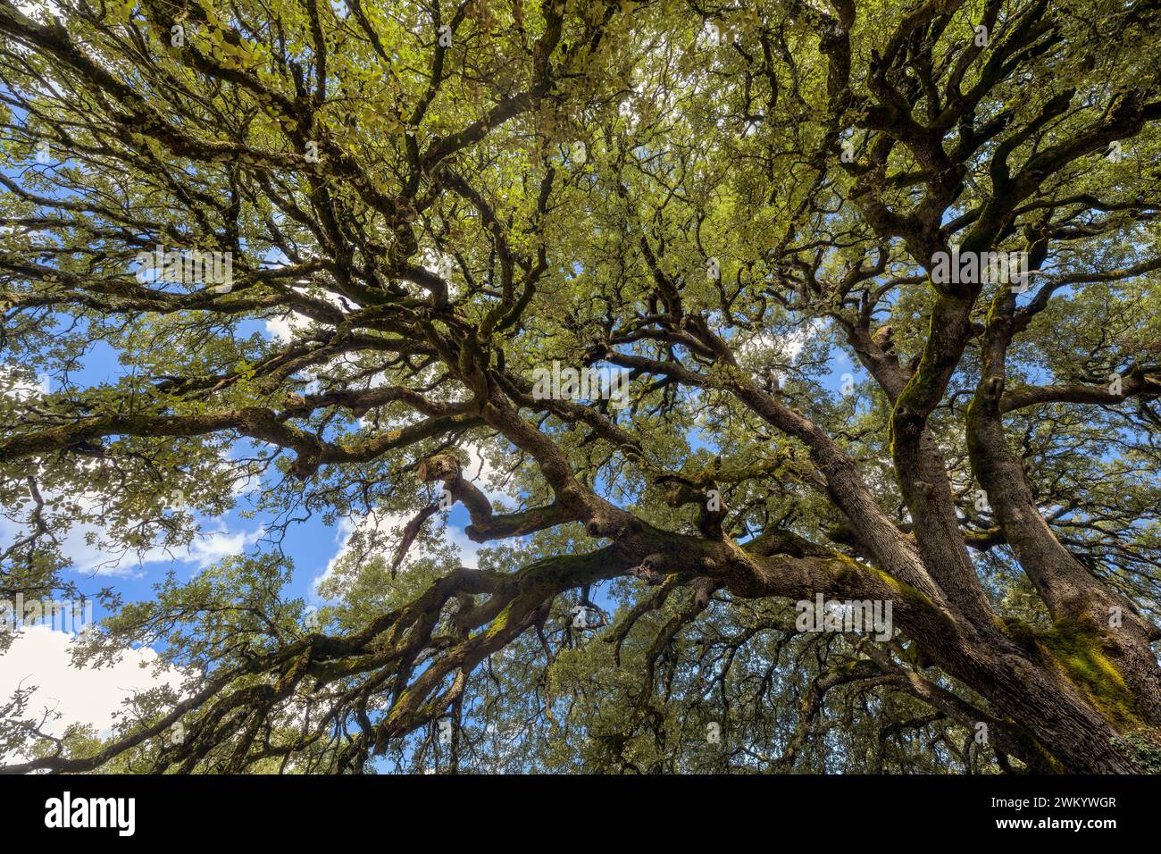 A thousand-year-old holm oak in Aragon (Tree of the Year 2021). "With ...