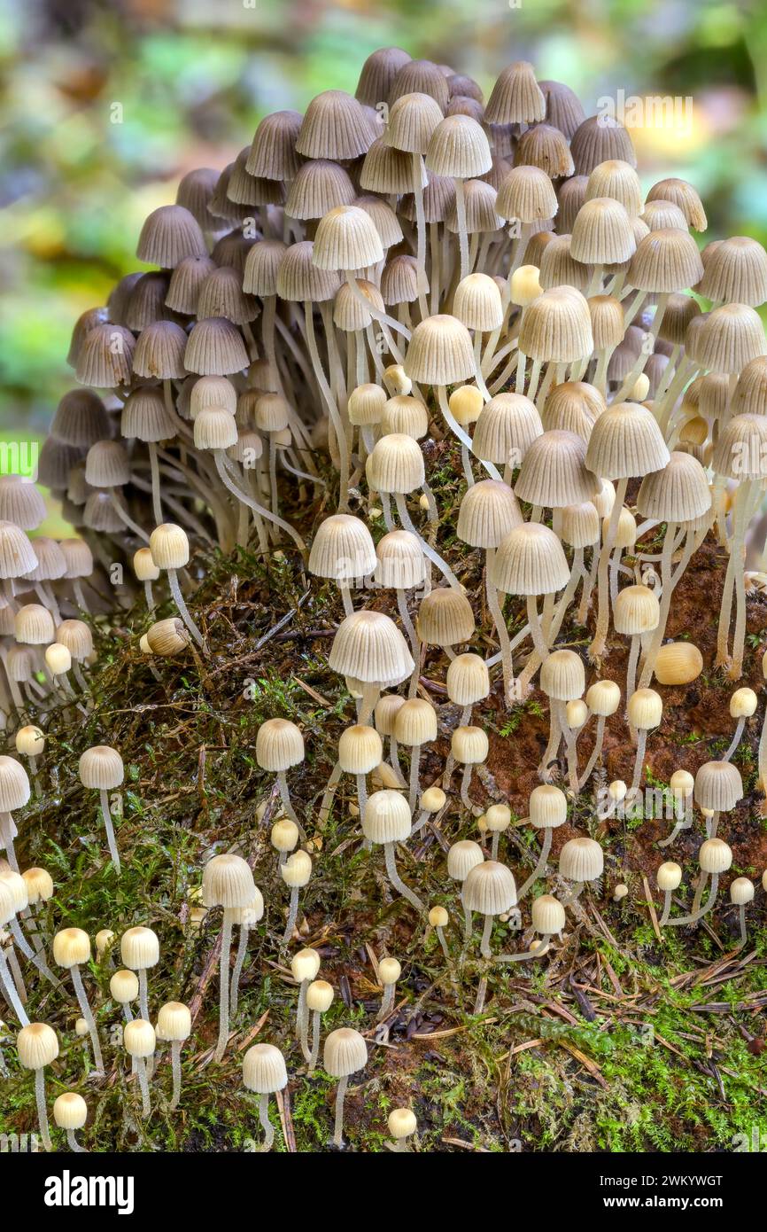 Little Helmet (Coprinellus disseminatus) on a decomposing stump. Common ...