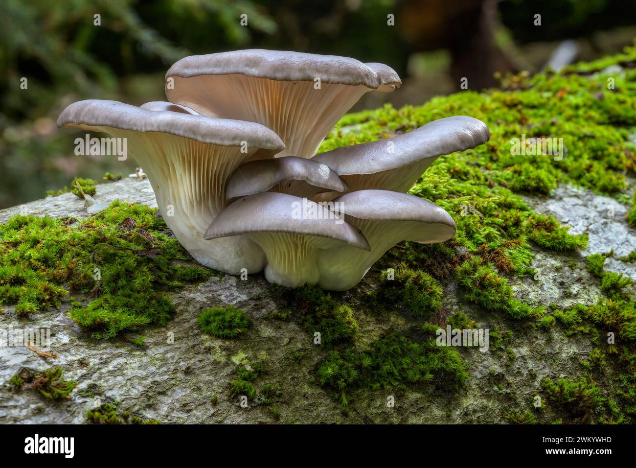 Oyster mushroom (Pleurotus ostreatus). The oyster mushroom grows from ...