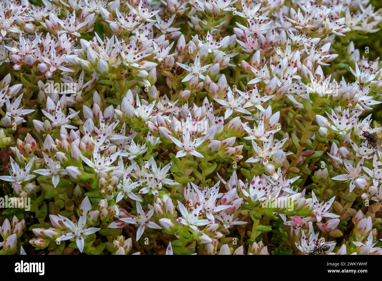 White stonecrop (Sedum album) in bloom, Pyrenees Stock Photo - Alamy