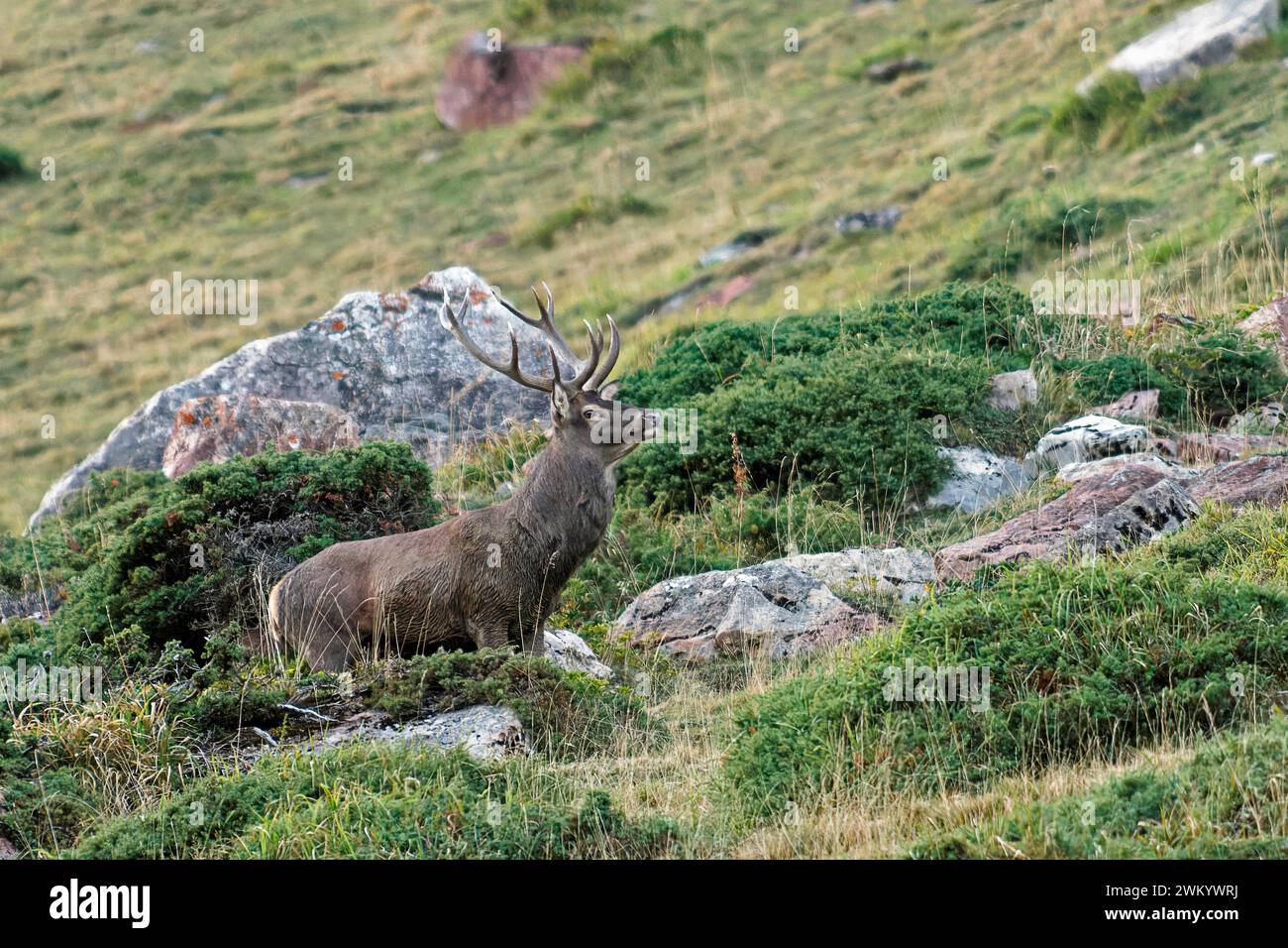 Red deer (Cervus elaphus), Big stag on the lookout in a bellowing place ...