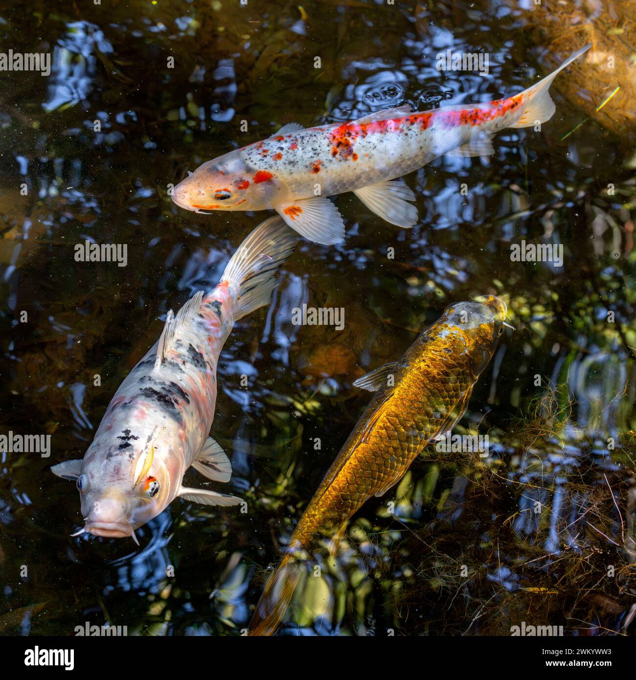 Koi Carp (Cyprinus carpio) trio swimming near surface of a pond Stock ...