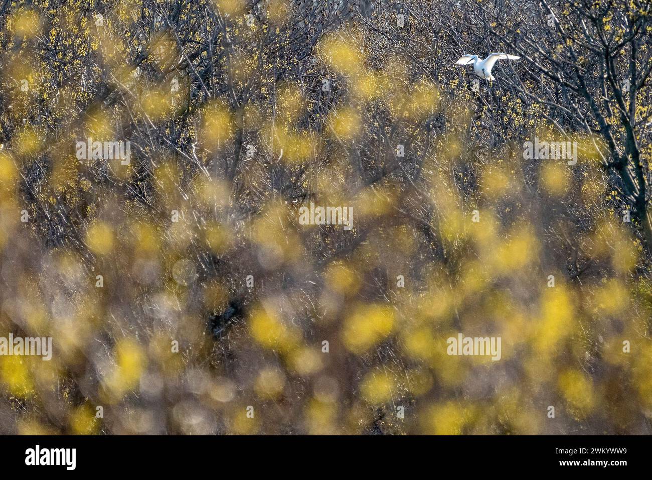 Little Egret (Egretta garzetta) in a tree, Camargue, France Stock Photo ...