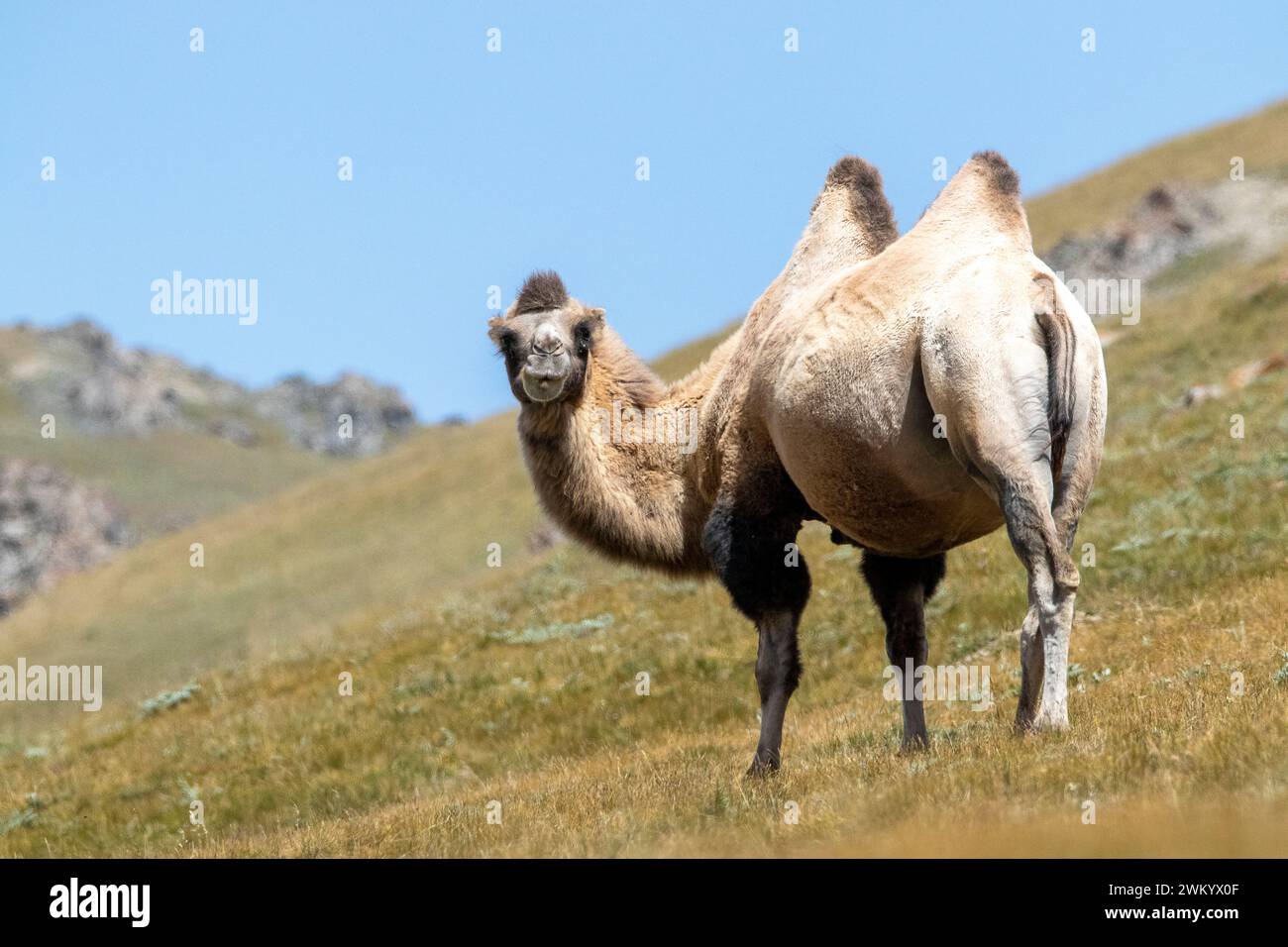 Domestic Bactrian camel (Camelus bactrianus) in the summer pastures of ...