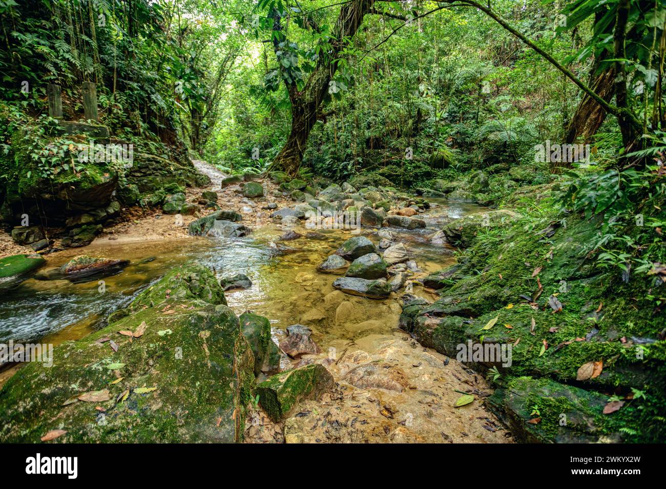 Small river in jungle. Hard trek to hidden ancient ruins of Tayrona ...