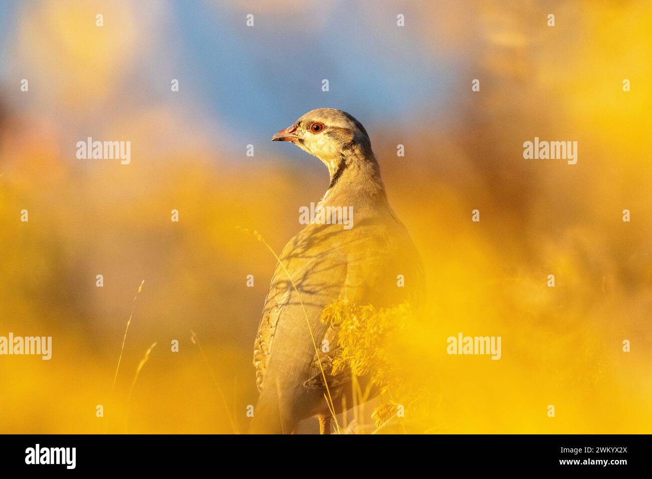Choukar Partridge (Alectoris chukar) in autumn light, Kemin, Chui ...