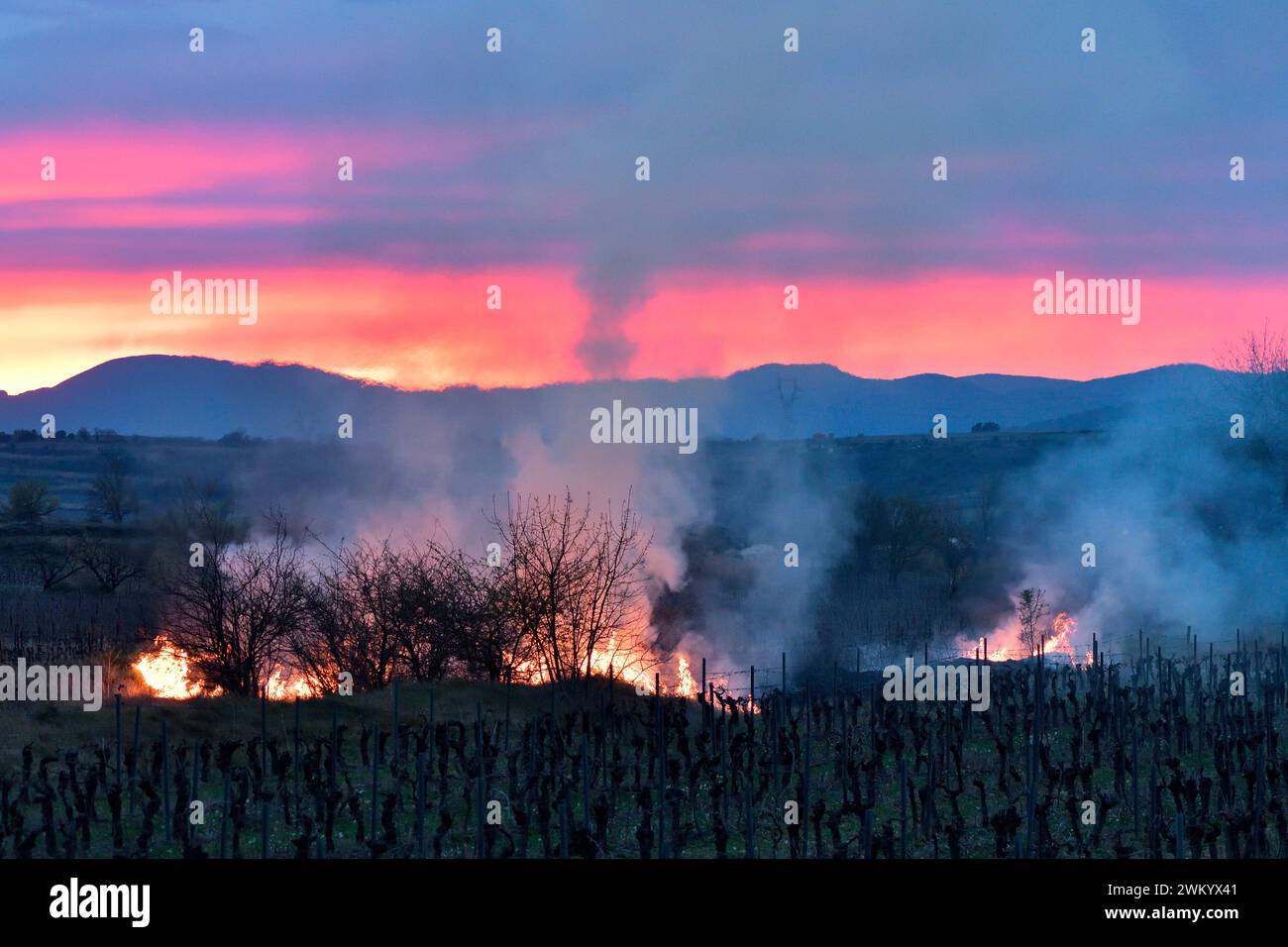 Unsupervised ecoburning of a wasteland in the middle of vineyards ...