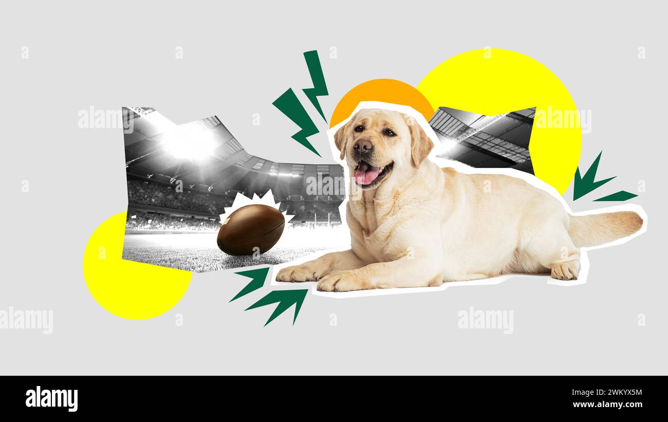 Purebred dog, Labrador lying with American football ball with open air ...