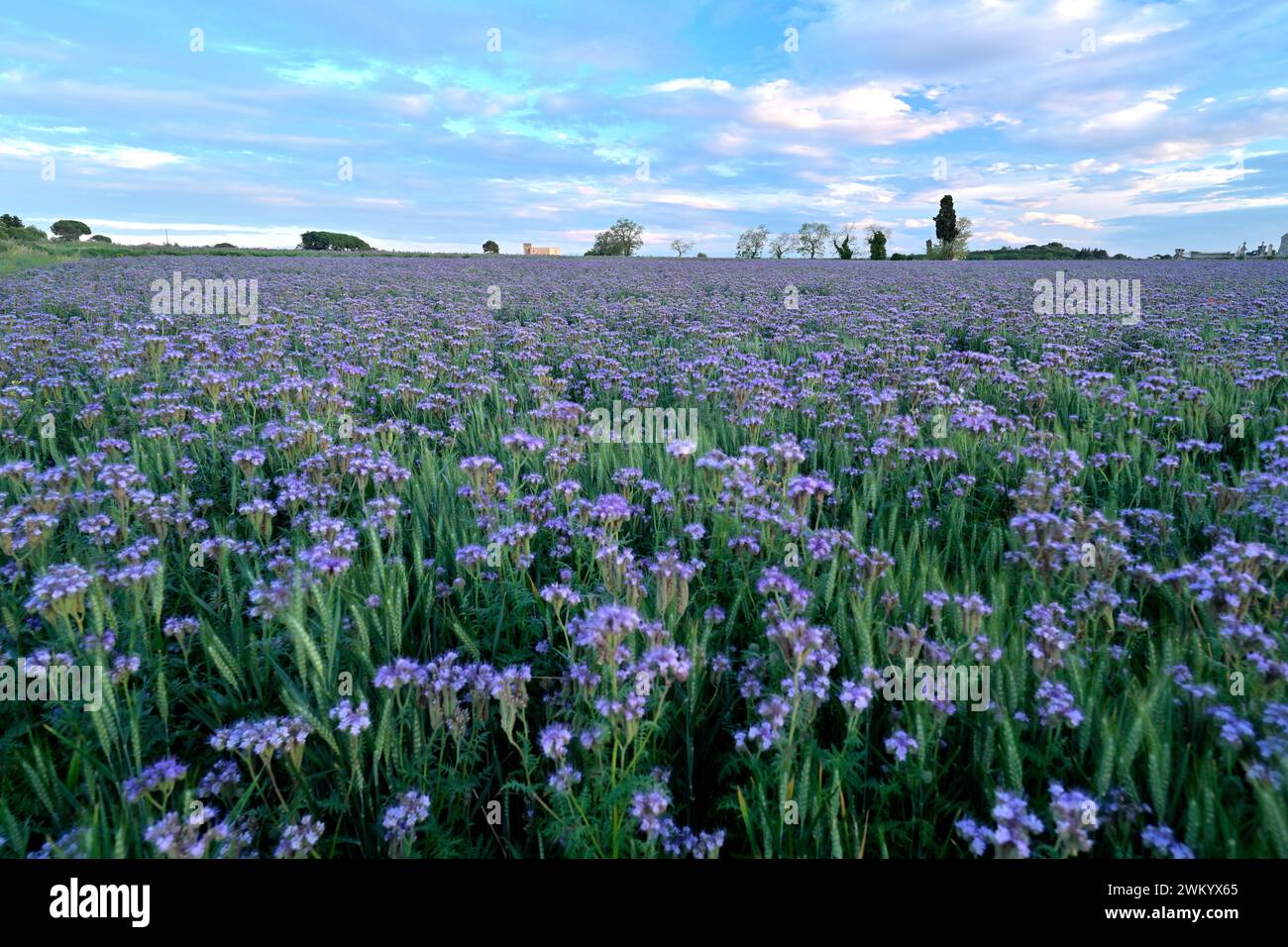 Field of Lacy Phacelia (Phacelia tanacetifolia) in bloom, Herault ...