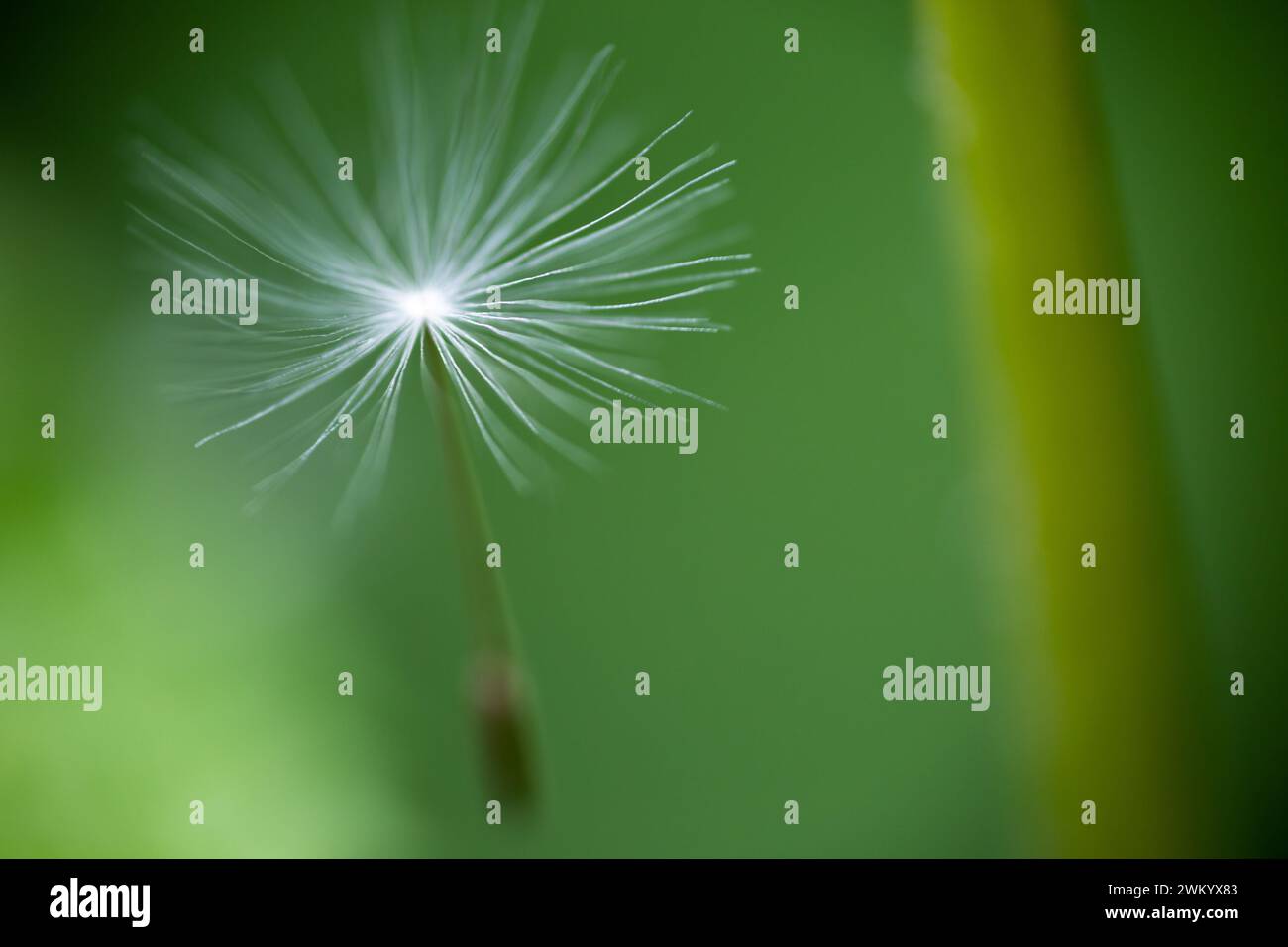 Single dandelion petal flying alone on mere green background. Extreme ...