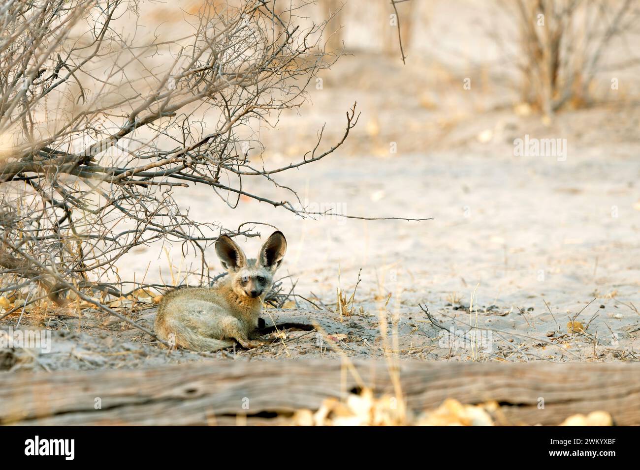 Big-eared fox (Otocyon megalotis) in the Savuti reserve in Botswana in ...