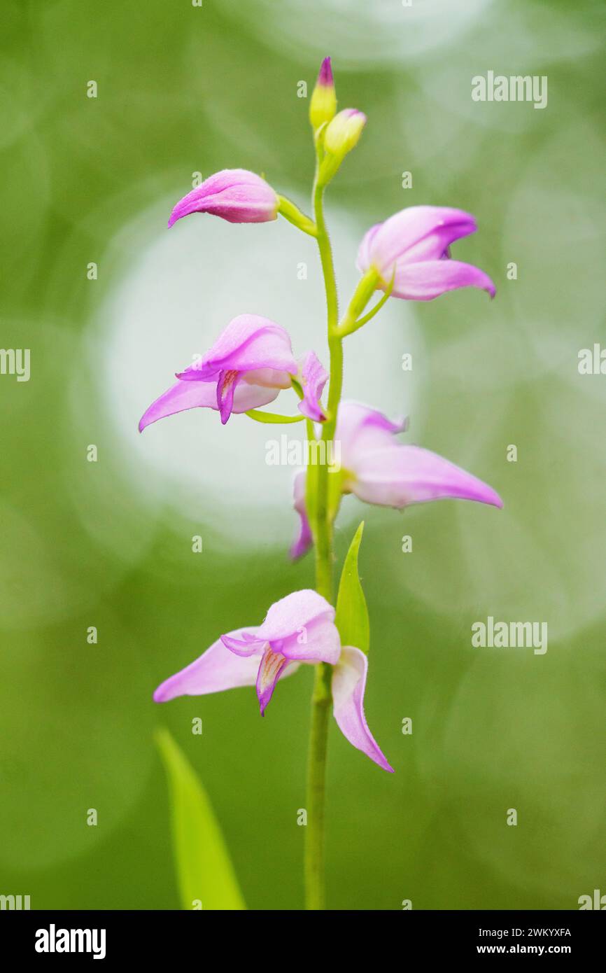 Red Helleborine (Cephalanthera rubra) in flower in an undergrowth ...