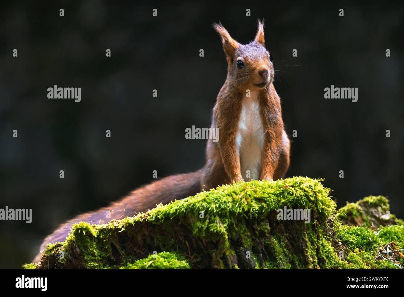 Red squirrel (Sciurus vulgaris) sitting on a moss-covered stump ...