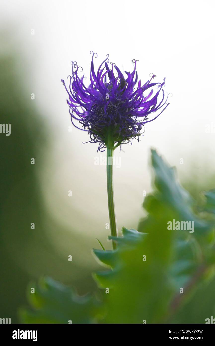 Round-headed Rampion (Phyteuma orbiculare) in the evening against the ...