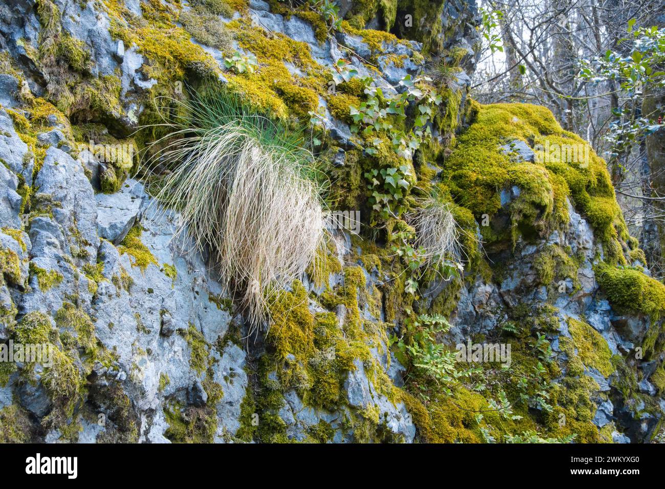 Regrowth of wild Fescue (Festuca glauca) in spring on mountain rock ...