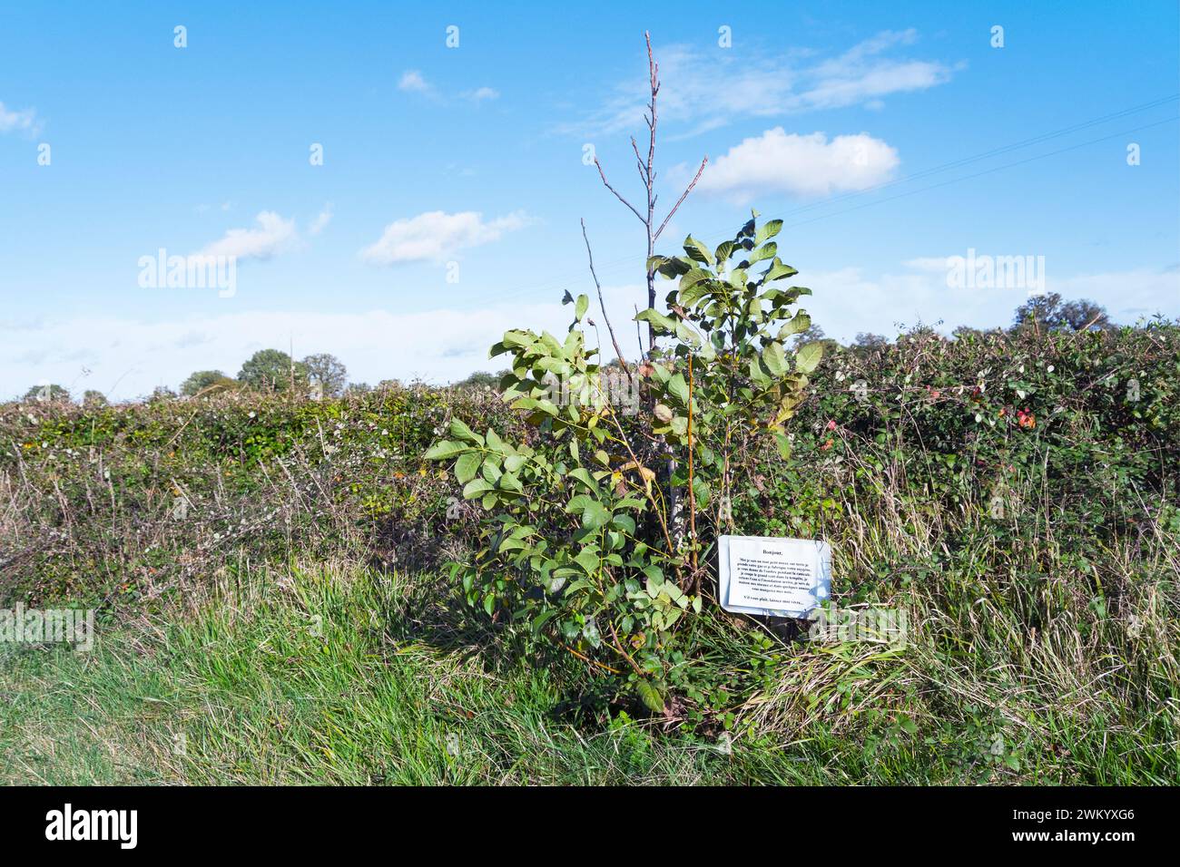 Sign posted on a path at the foot of a young walnut tree (Juglans regia ...