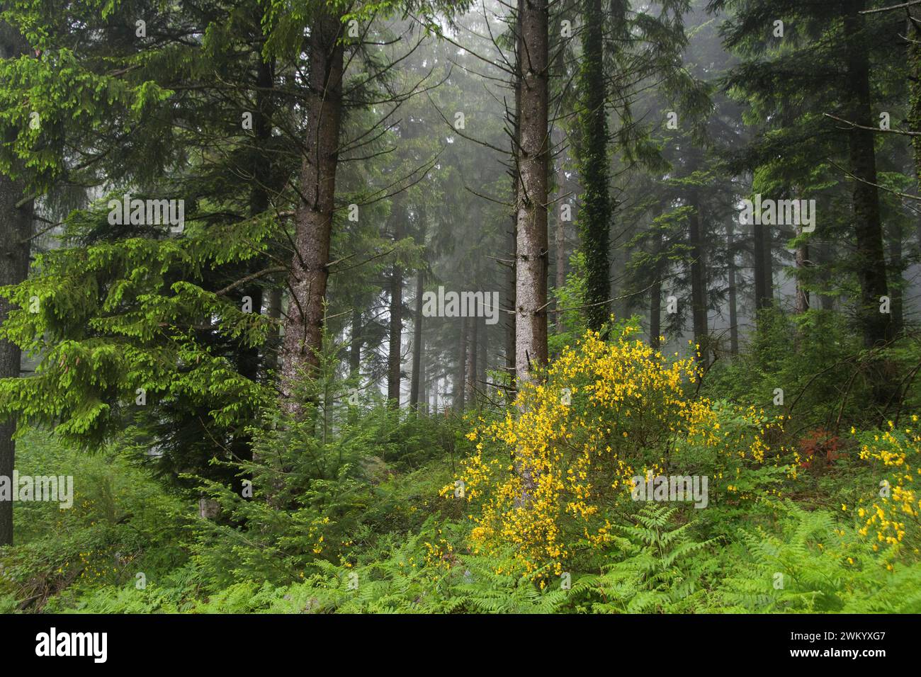 Mid-mountain temperate forest and spring mist, Auvergne, France Stock ...