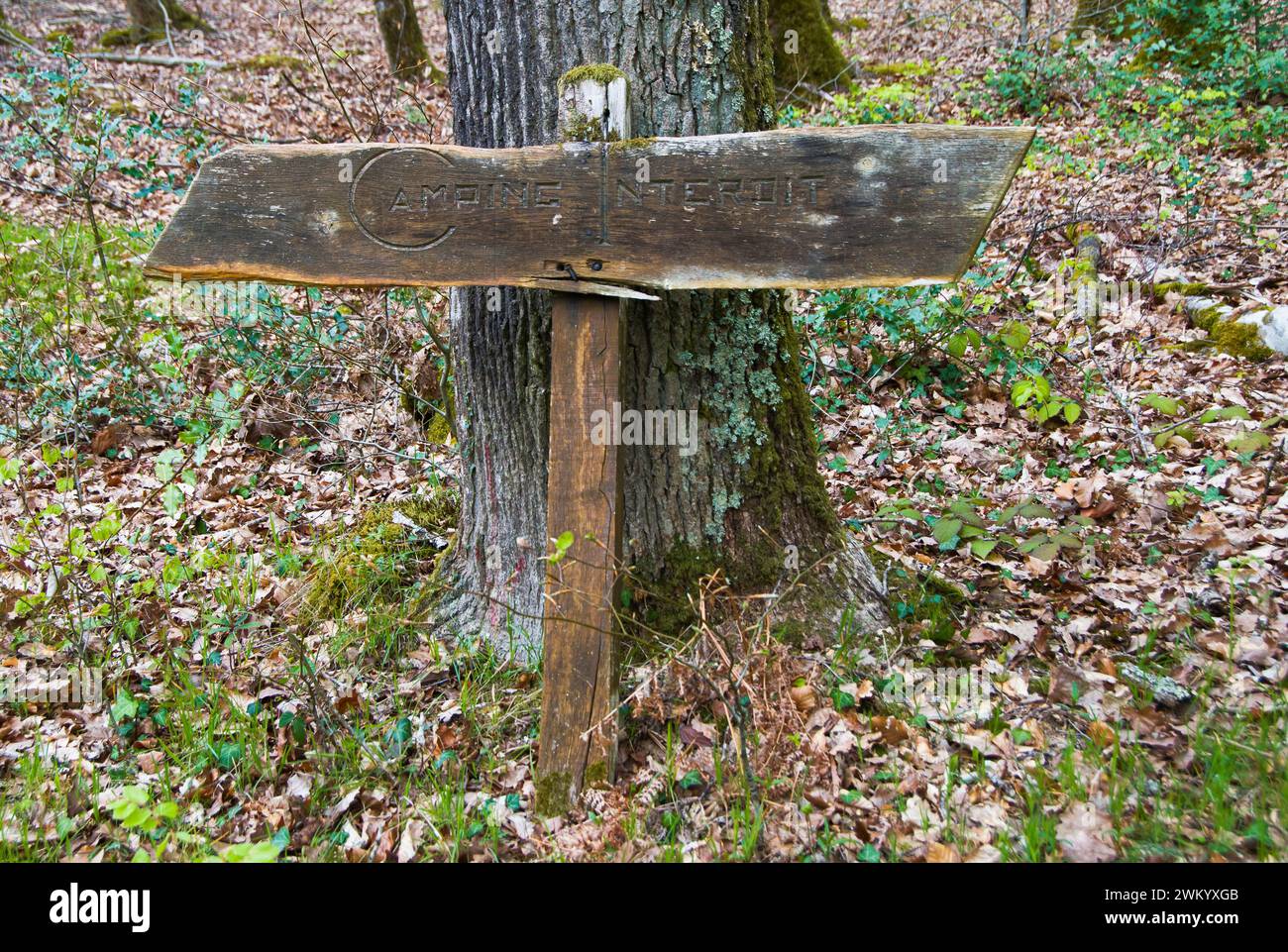Wooden sign posted against an oak tree informing that camping is ...