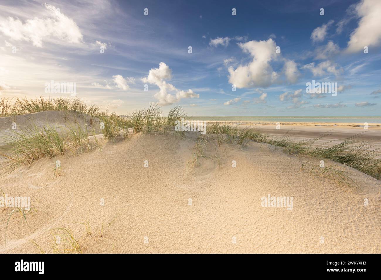 Dune landscape, Opal Coast, Pas-de-Calais, France Stock Photo - Alamy