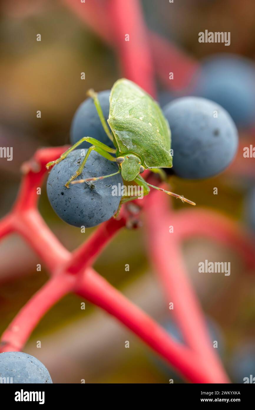 Southern green shield bug (Nezara viridula) on Virginia creeper ...