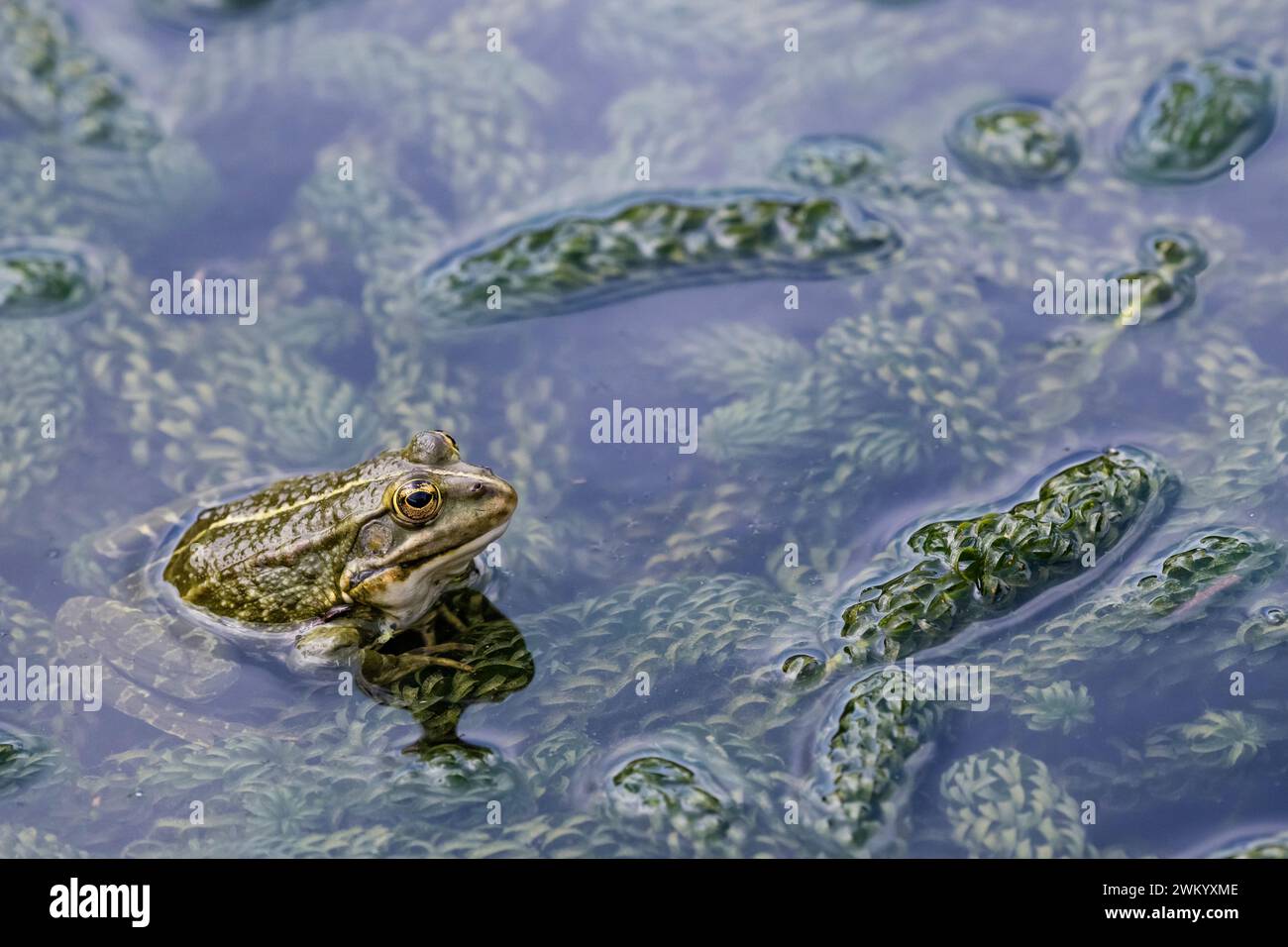 Lowland frog (Pelophylax ridibundus), Jardin des Plantes, Museum ...