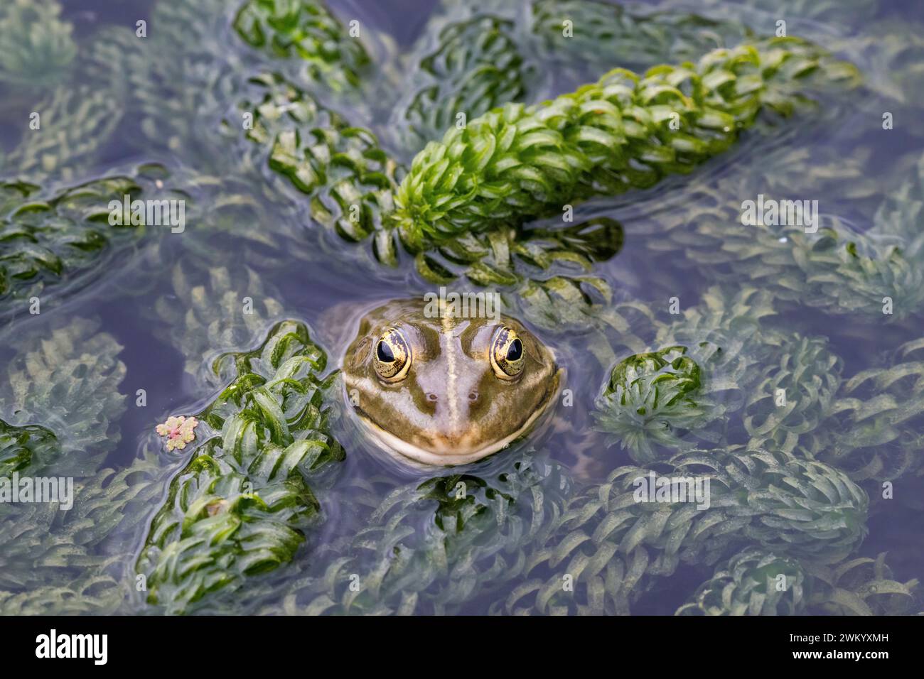Lowland frog (Pelophylax ridibundus), Jardin des Plantes, Museum ...