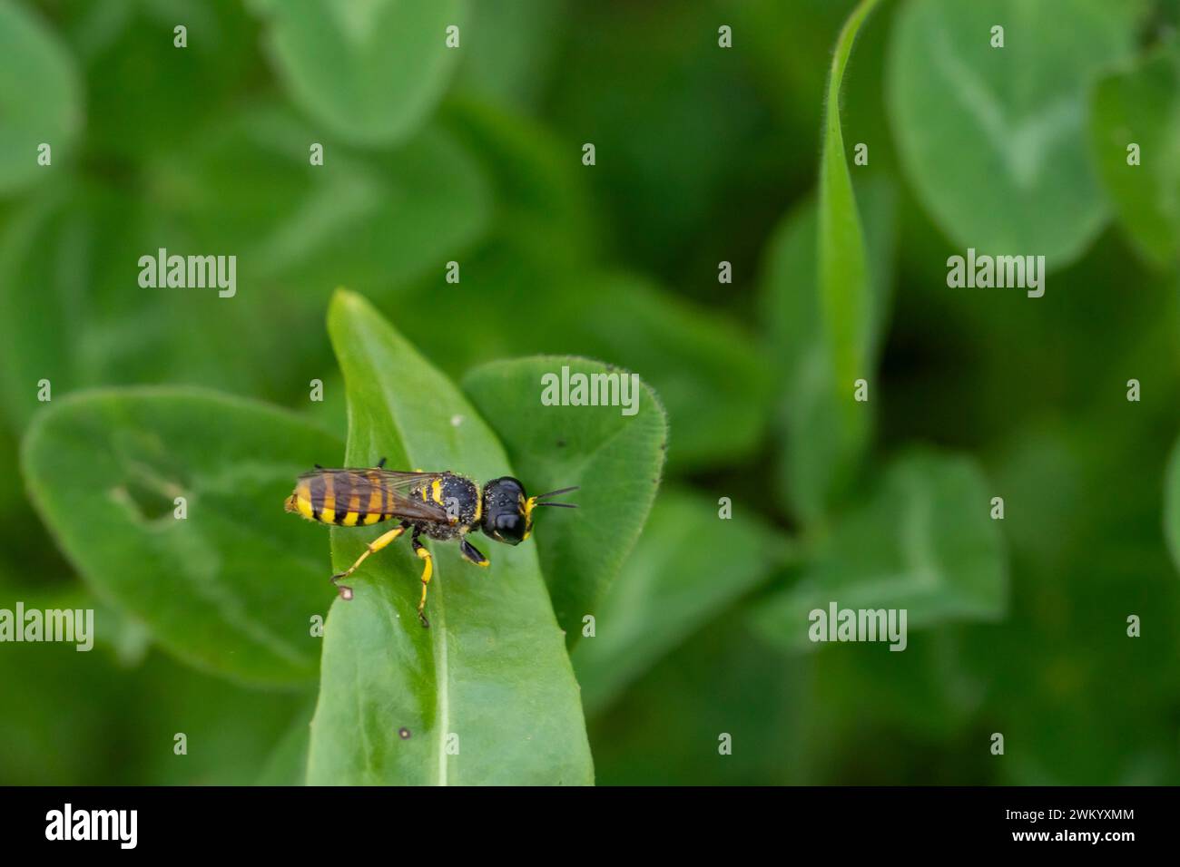 Digger wasp (Ectemnius cavifrons) on a leaf, Lorraine, France Stock ...