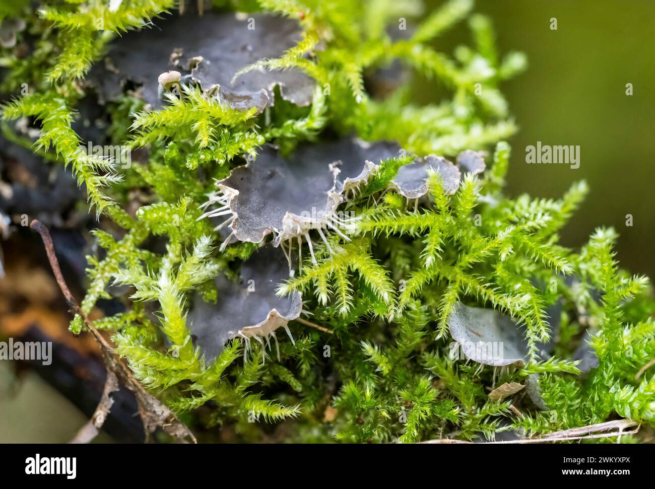 Dog Lichen (Peltigera canina) in the moss, Foret de la Reine, Lorraine ...