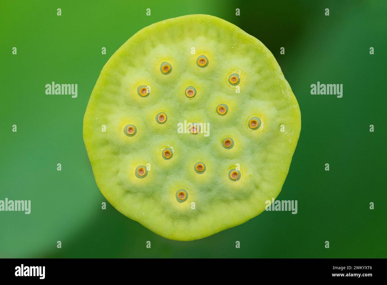 Sacred Lotus or Oriental Lotus (Nelumbo nucifera) fruit, Jardin des ...